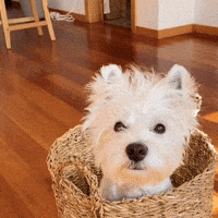 Hello This Is Dog Gif