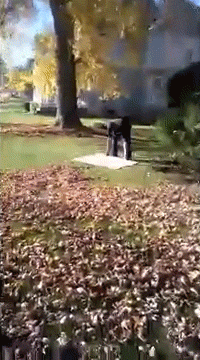 The Rake Gif