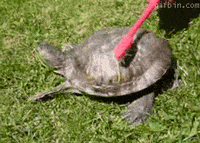 Excited Turtle Gif