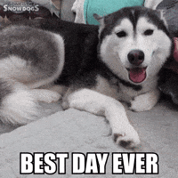Funny Husky Gif