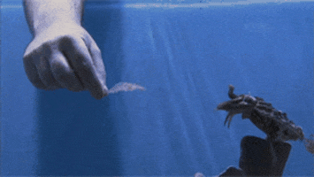 Though Technically Not Fish GIFs - Get the best GIF on GIPHY