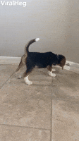 Beagle-puppy GIFs - Get the best GIF on GIPHY