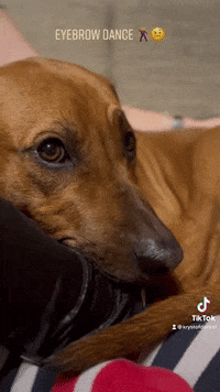 Suspicious Dog Gif