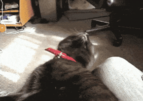 Cat Falling GIFs - Find & Share on GIPHY