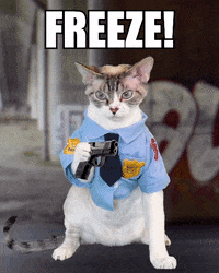 Hilarious Cats With Guns