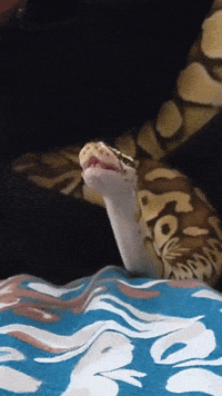 Scary Snakes Gif
