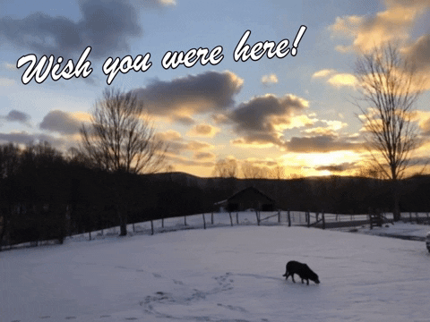 Virginia This Morning GIFs - Get the best GIF on GIPHY