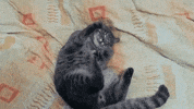 Sleepy Cat Meme GIFs - Find & Share on GIPHY