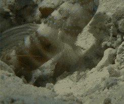 Shrimp Goby GIF by Head Like an Orange - Find & Share on GIPHY