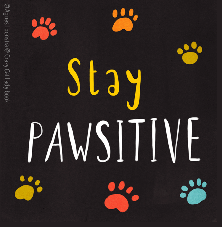 Cat GIF - Find & Share on GIPHY