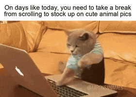 Cat Typing Meme GIFs - Find & Share on GIPHY