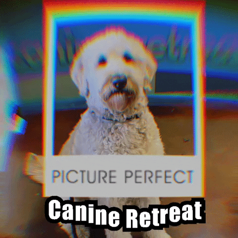 Canineretreat GIFs - Find & Share on GIPHY