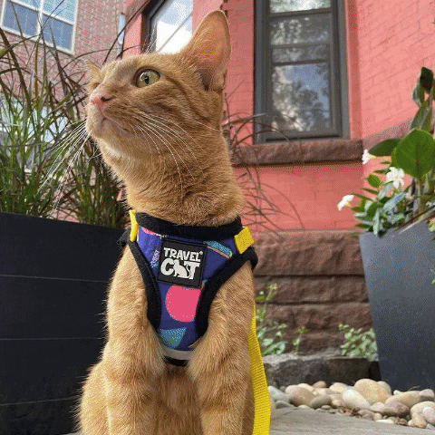 Cat Backpack GIF by Your Cat Backpack Travel Cat - Find & Share on GIPHY