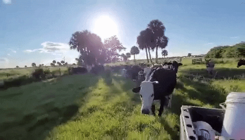 Farm Life Cows GIF by Tap The Table - Find & Share on GIPHY