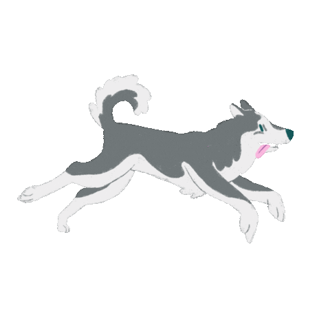 Husky Running Gif