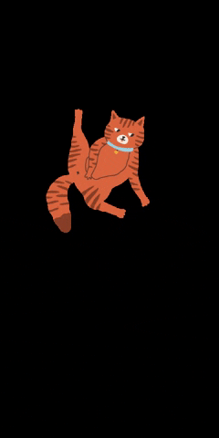 Orangecat GIFs - Get the best GIF on GIPHY