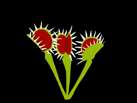 Carnivorous-plants GIFs - Get the best GIF on GIPHY