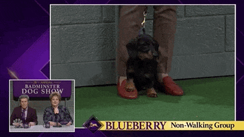 Dog Show Snl GIF by Saturday Night Live - Find & Share on GIPHY