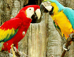 Parrot GIFs - Find & Share on GIPHY