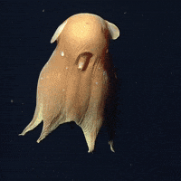 Flamboyant Cuttlefish Gif