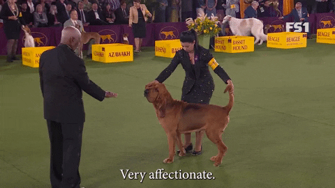Westminster Dog Show Trumpet GIF by Westminster Kennel Club - Find ...