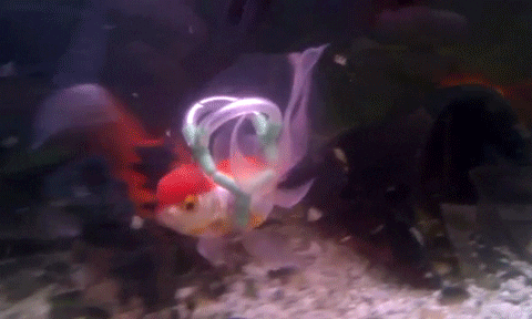 Fish Sex GIFs - Get the best GIF on GIPHY