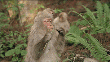 Snowmonkeys GIFs - Get the best GIF on GIPHY