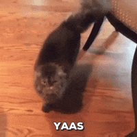 Yass Cat Gif
