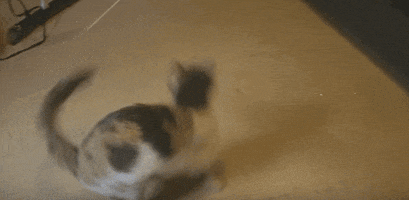 Dizzy Cat GIFs - Find & Share on GIPHY