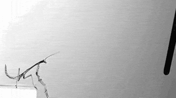 Stick Bug GIFs - Find & Share on GIPHY