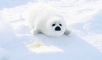 Im So Fluffy GIFs - Get the best GIF on GIPHY