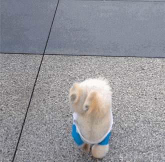 Old Dog New Tricks GIFs - Find & Share on GIPHY
