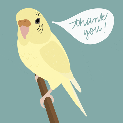Cute Budgie GIFs - Get the best GIF on GIPHY