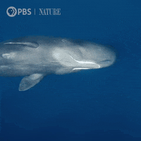 Exploding Sperm Whale Gif