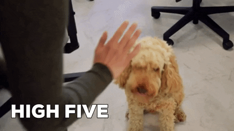 Dog High Five GIFs - Get the best GIF on GIPHY