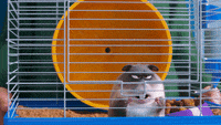 Crazy Hamster Gif