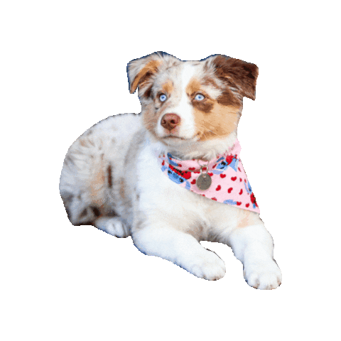 Alaska Aussie Sticker by Geekster Pets for iOS & Android | GIPHY