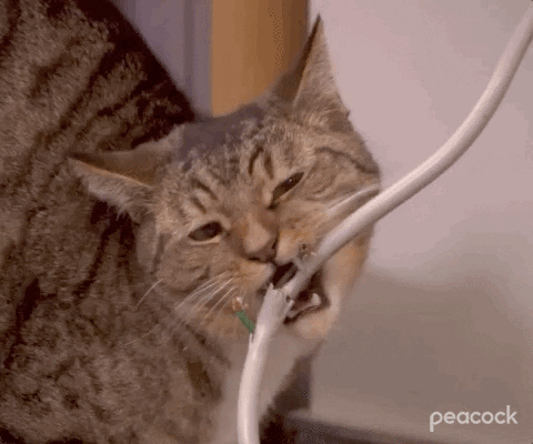 Cat And Tv GIFs - Find & Share on GIPHY