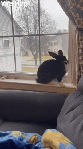 Window Ledge GIFs - Get the best GIF on GIPHY