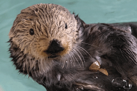 Blije Otter Gif Sea Otter Week Stickers Find & Share On GIPHY
