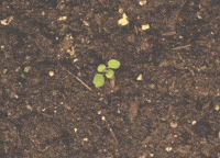 Plant Growing Gif