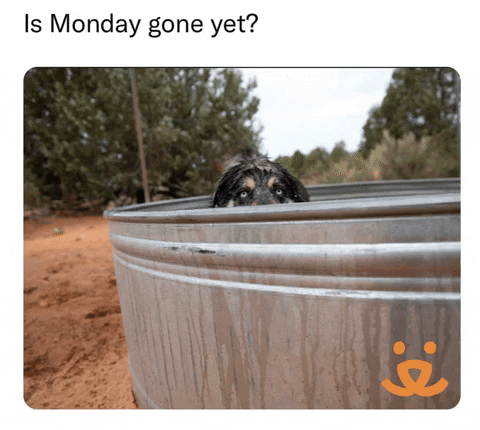 MEMES by Best Friends Animal Society | GIPHY