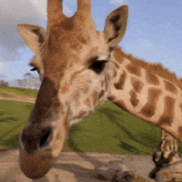Funny Giraffe Gif