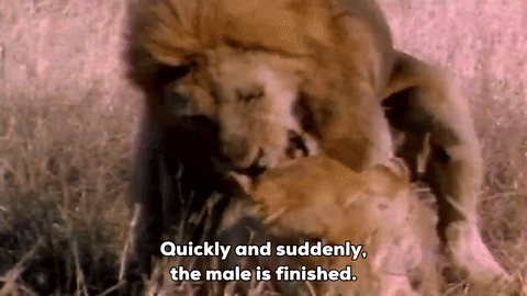 Lions Mating Gif