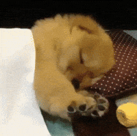 Dog Sleeping Meme GIFs - Find & Share on GIPHY