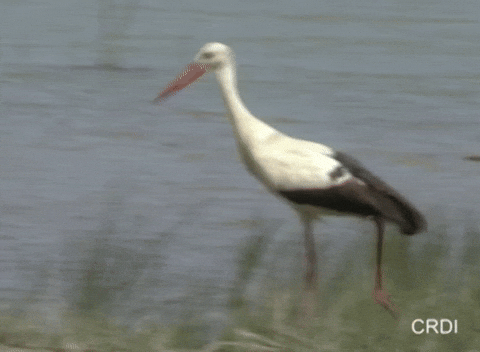 Stork GIFs - Find & Share on GIPHY