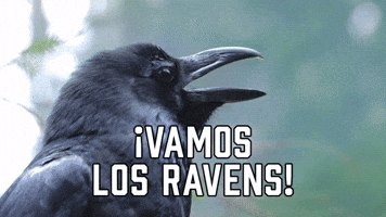 Dance Reaction GIF by Baltimore Ravens