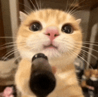 Kitler Meme GIFs - Find & Share on GIPHY