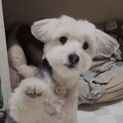 Happy Dogs GIF - Find & Share on GIPHY