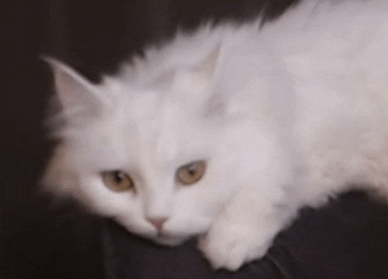 White Cat GIF - Find & Share on GIPHY